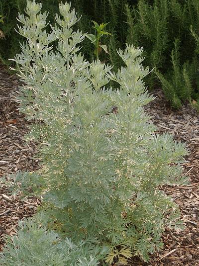 Artemisa absinthium Wormwood