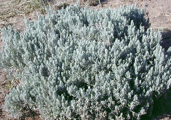 Lavandula X ginginsii Goodwin Creek Gray Lavender