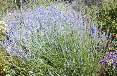 Lavandula x intermedia 'Dutch Mill' Dutch Mill Lavender