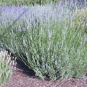 Dutch Mill Lavender Plants