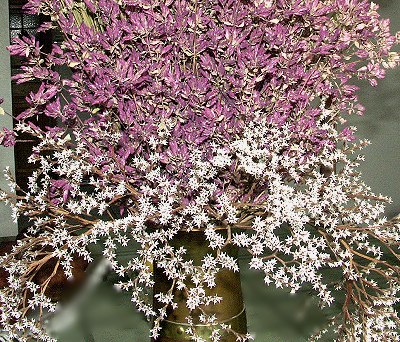 Limonium tartaricum German Statice