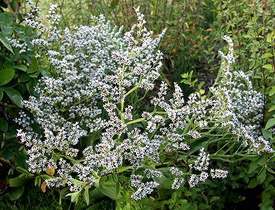 Limonium tartaricum German Statice