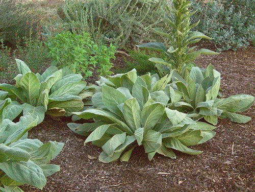 Verbascum thapsus Mullein Plant